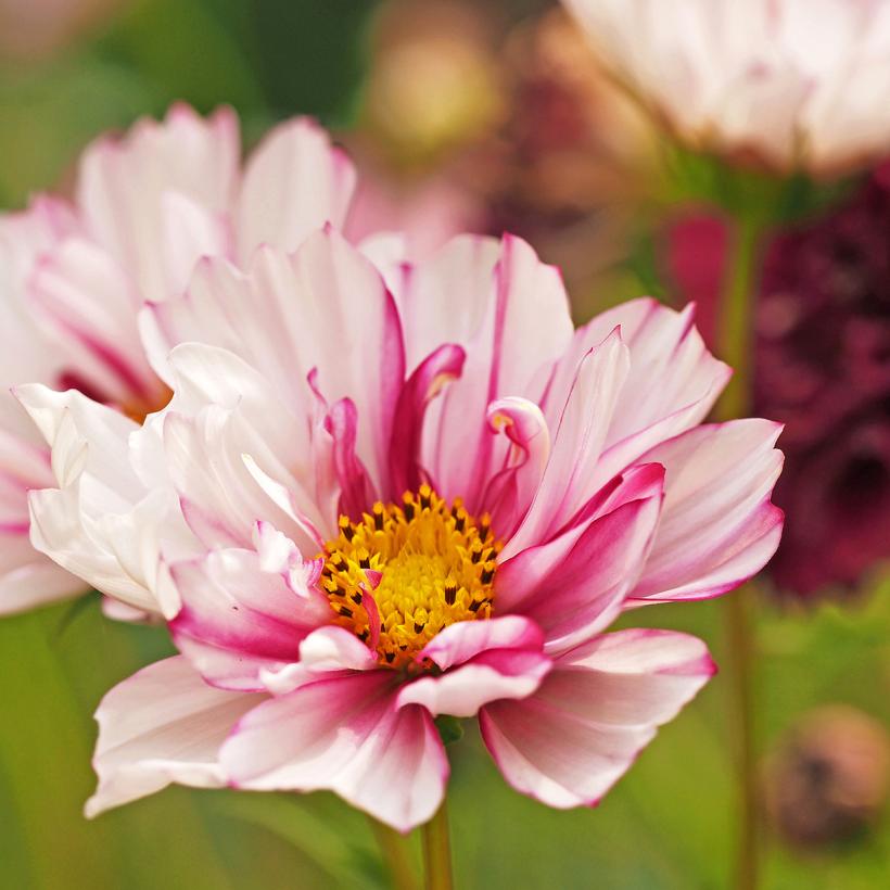 Cosmos Double Click Bicolor Pink - Cosmos bipinnatus à fleurs doubles ...