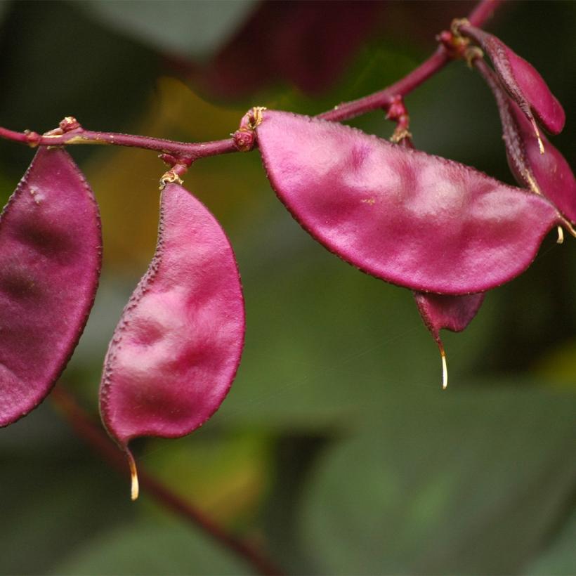 Graines de Dolichos lablab Ruby Moon - Lablab - Dolique d'Egypte à ...