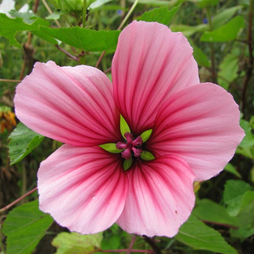 Malope en mélange - Malope trifida Glacier Fruits Mixed - Annuelle ...
