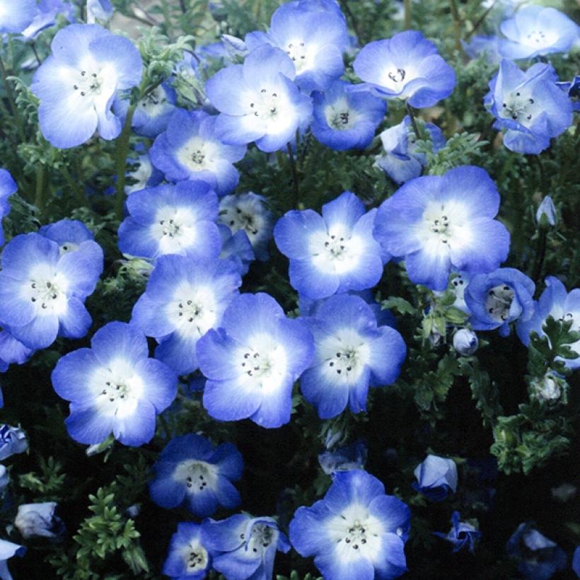 Nemophila insignis Baby blue eyes, nemophila menziesii - Nemophile