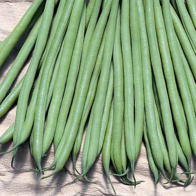 Haricot nain à filet Triomphe de Farcy (extra-fin) - Graines potagères