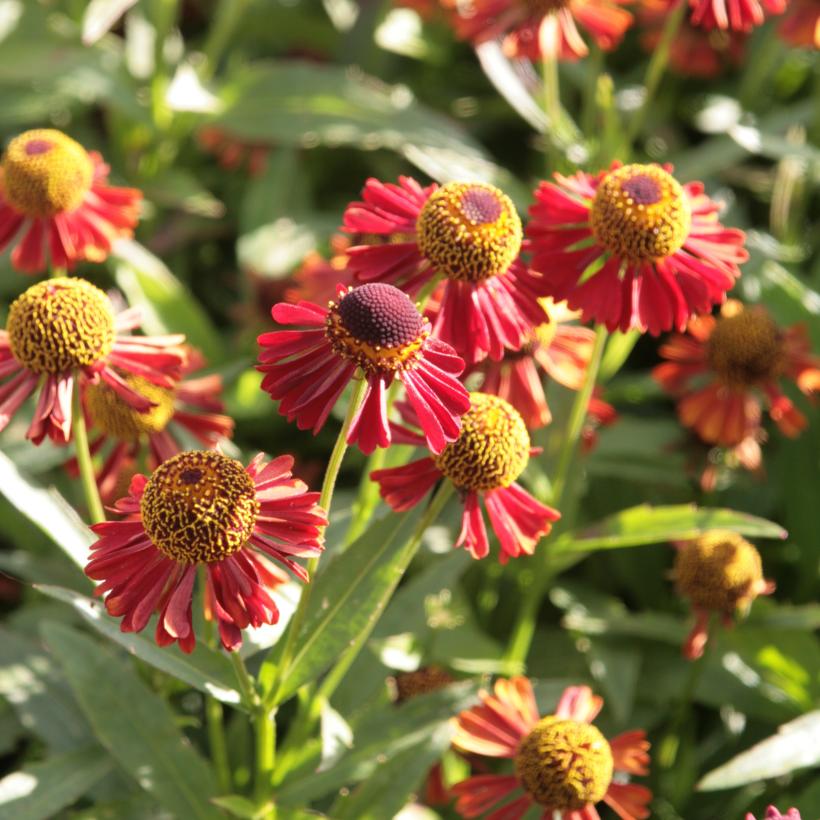 Helenium Ruby Tuesday - Hélénie rouge rubis à port compact