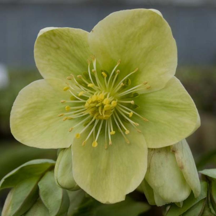 L'Hellebore Nigercors Snow Love, un hybride stérile à grandes fleurs de ...