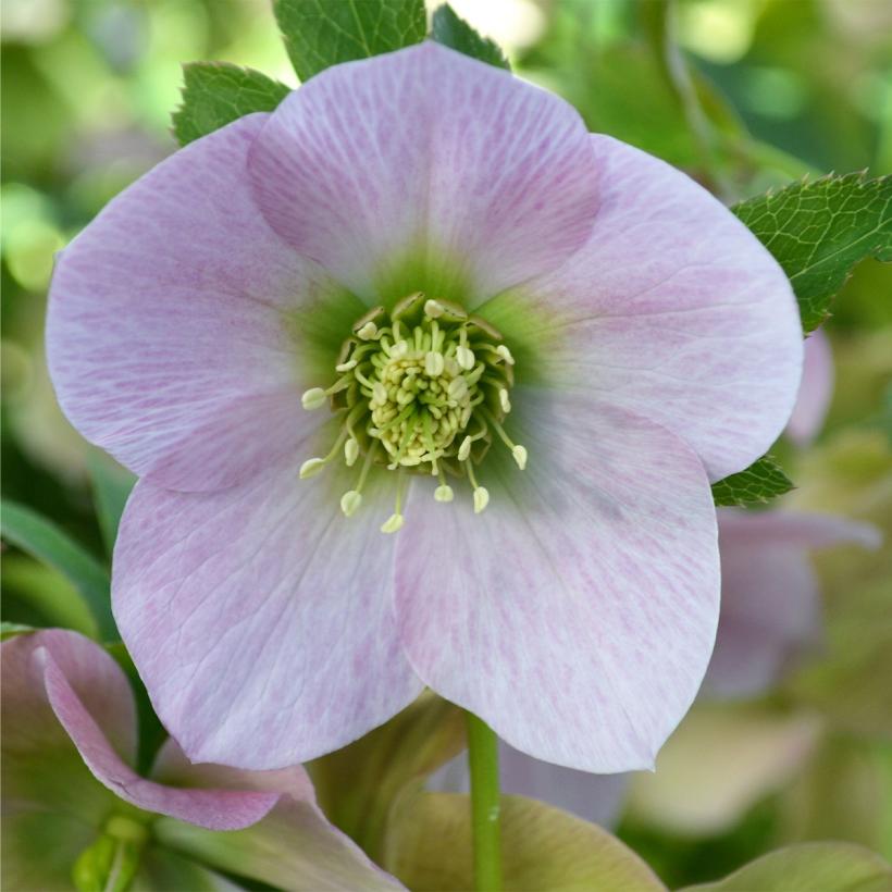 Helleborus orientalis ViV Alessandra - Hellébore à fleurs simples rose pâle