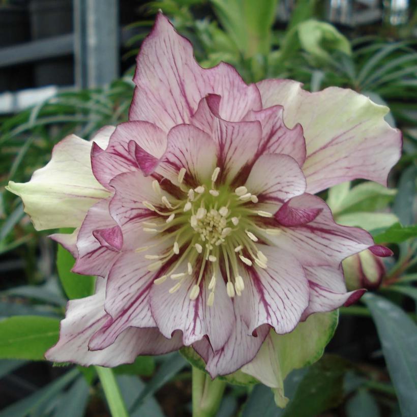 Hellebore Double Picotee - Helleborus orientalis - Rose de Noël