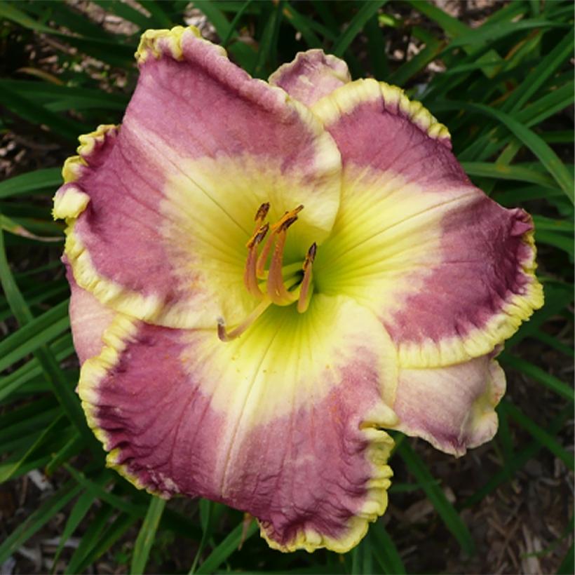 Hémérocalle Cape Breton - Hemerocallis aux grandes fleurs pourpre à ...