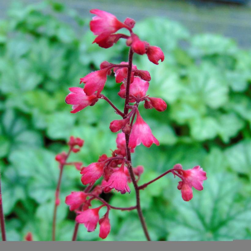 Heuchère Paris - Heuchera à feuillage marbré d'argent et des fleurs ...