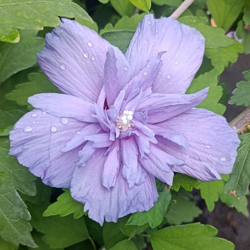 Hibiscus syriacus Blue Chiffon, aux grandes fleurs doubles bleu lavande