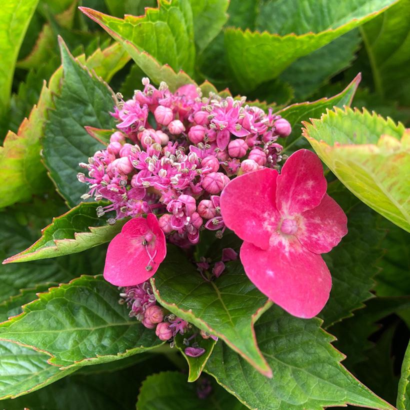 Hydrangea macrophylla Teller Kardinal - Hortensia rouge vif et cœur bleu