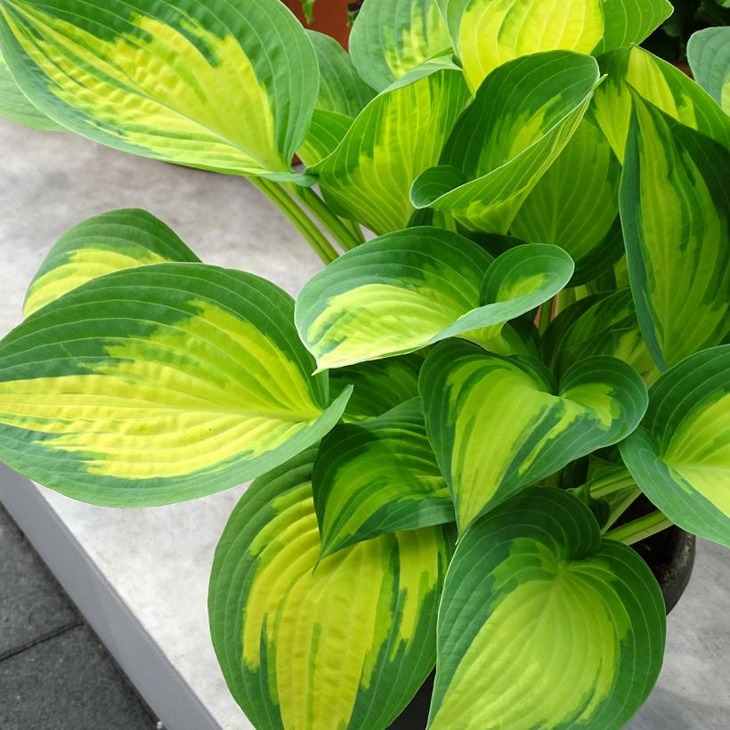 Hosta Forbidden Fruit - Grande variété aux feuilles jaune orangé ...