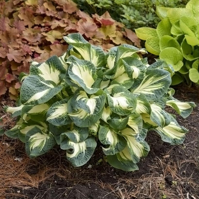Hosta Hans - Variété panachée de blanc et de vert bleuté