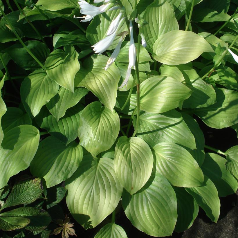 Hosta Royal Standard - Grande variété à feuillage vert pâle et fleurs ...