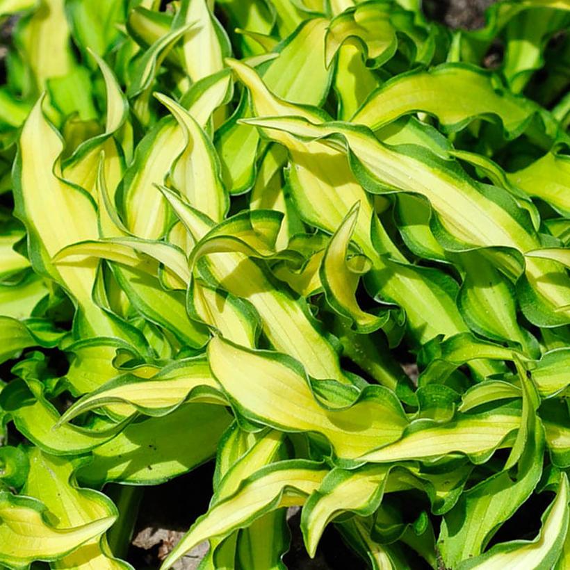 Hosta Sizzle - Petite vivace à feuillage panaché jaune et vert