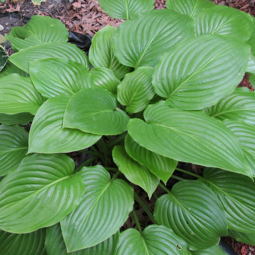 L'hosta ventricosa, un géant au feuillage vert brillant pour une ...