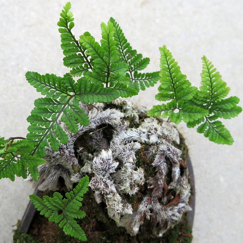 Humata tyermannii - Fougère Patte de lapin - Fougère d'intérieur à ...