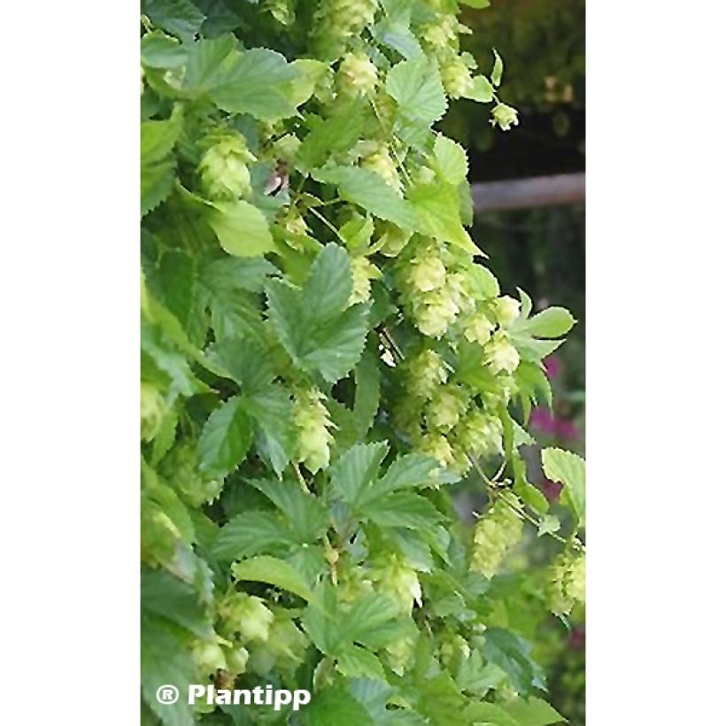 Houblon femelle Prima Donna - Humulus lupulus compact et florifère