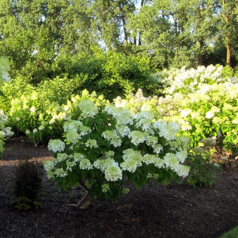 Hydrangea paniculata Bombshell - Hortensia paniculé compact à grandes ...