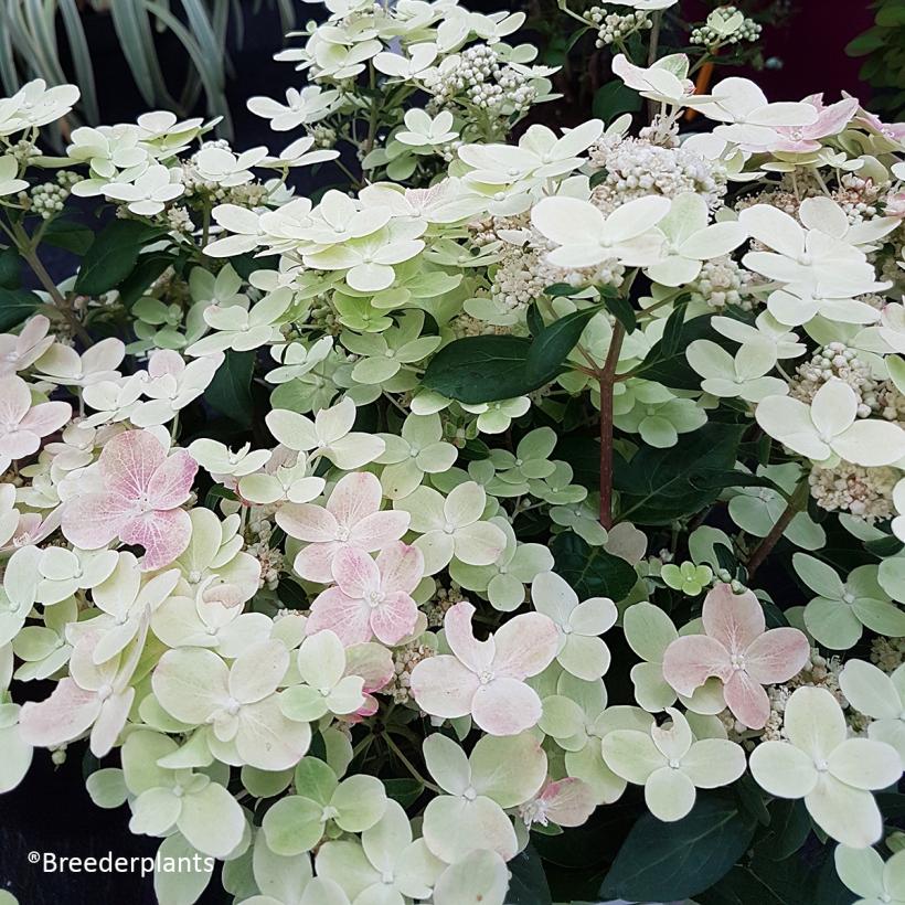 Hydrangea paniculata Polestar- un hortensia ultra-compact, blanc ivoire ...