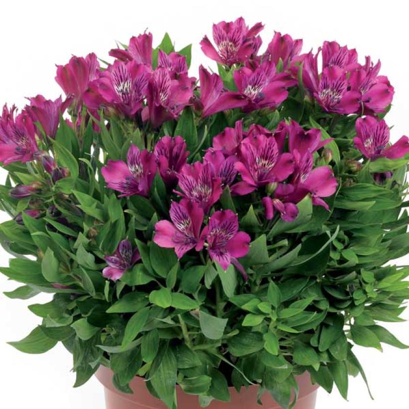 Alstroemeria Inticancha Machu - Lis des Incas, alstroémère compact à ...