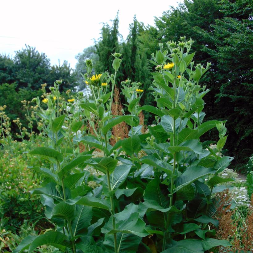 Inula helenium - Grande Aunée - Vivace à grande feuilles et fleurs jaunes