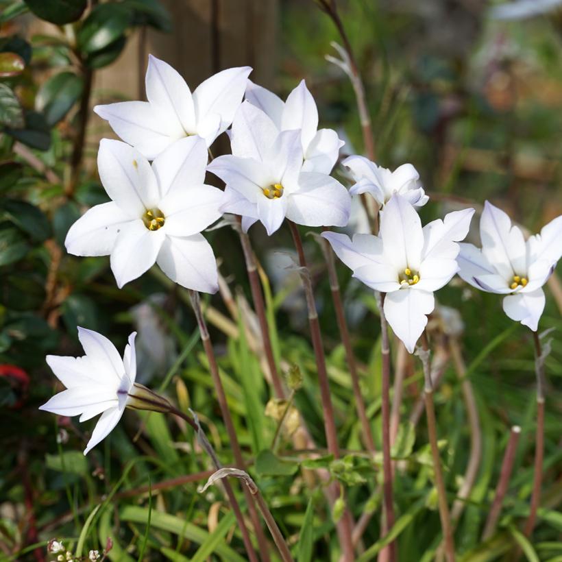 Ipheion uniflorum White Star - Etoile de printemps - un bulbe ...