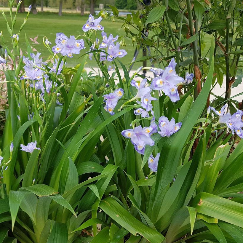 Iris confusa Martyn Rix - Iris bambou à fleurs bleu-mauve