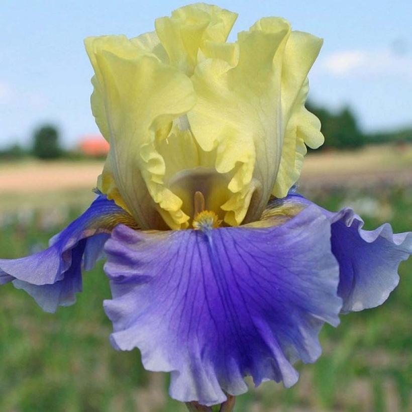 Iris germanica Edith Wolford - Iris des Jardins bleu mauve et jaune
