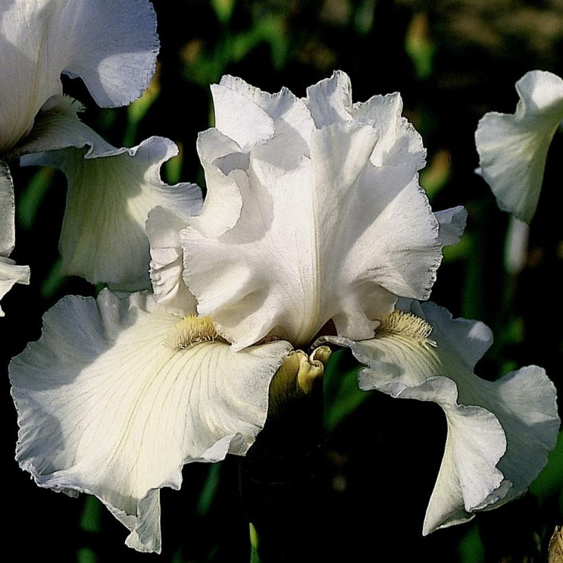 Iris germanica Frison-Roche - Grand Iris des Jardins majestueux, blanc pur