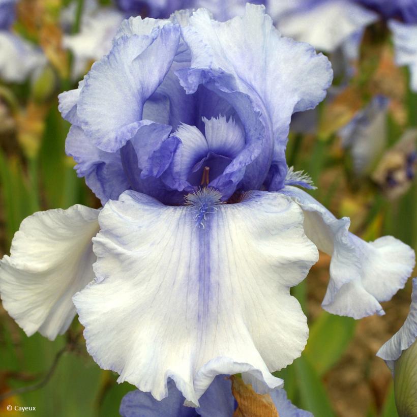 Iris germanica Sovereign Crown - Iris des Jardins à fleur bleu clair et blanche