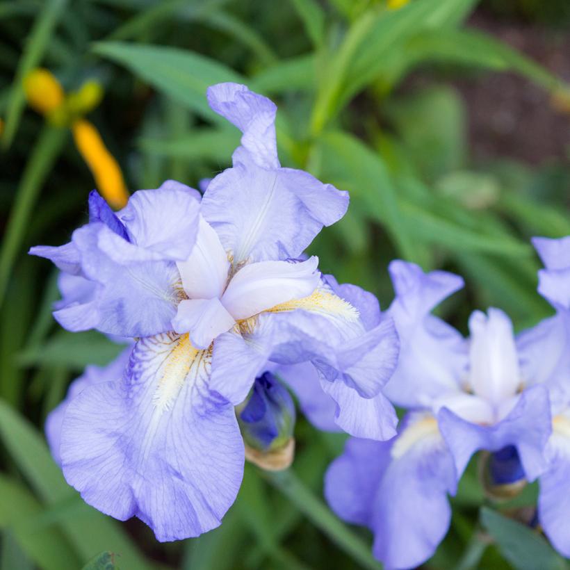 Iris pumila Blue Denim - Lilliput - Iris des Jardins bleu clair, nain