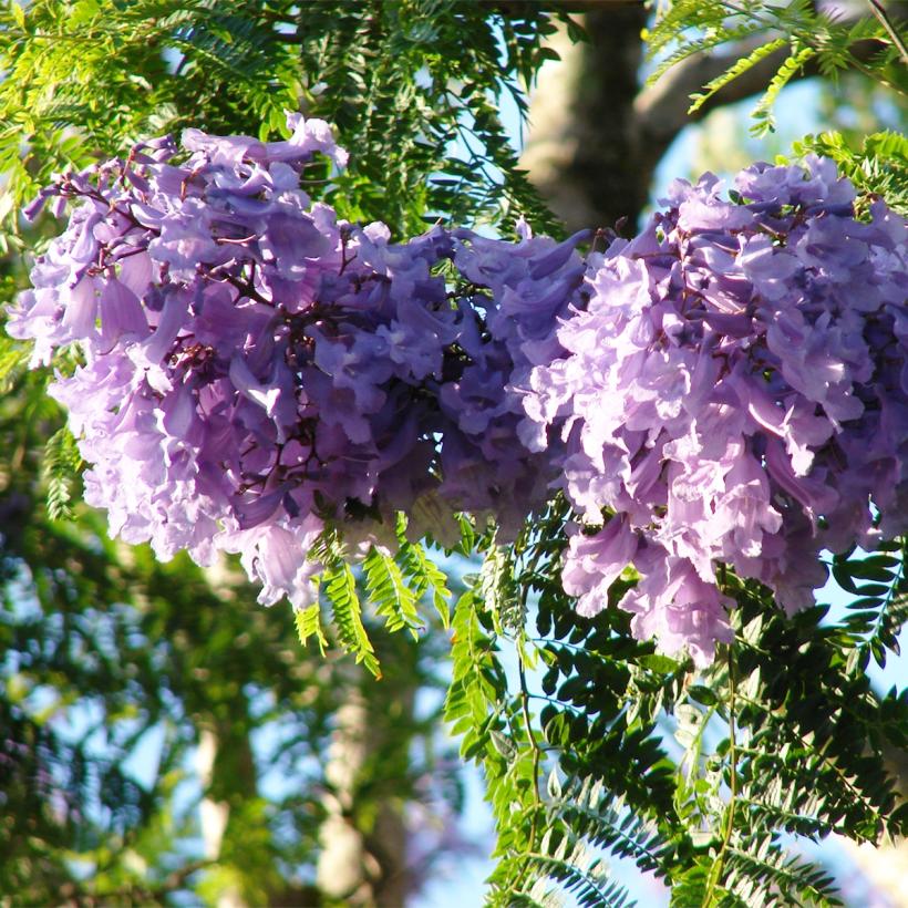 Flamboyant bleu - Jacaranda mimosifolia - Arbre tropical à floraison ...