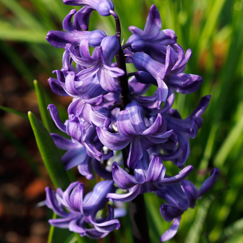 Jacinthe Blue Pearl - Hyacinthus (x) orientalis - Bulbe à fleurs bicolores, bleu-violacé foncé ...