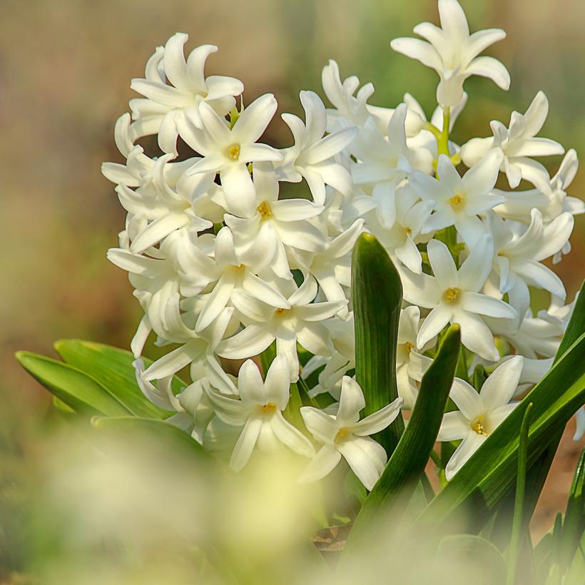 Jacinthe Carnegie - Hyacinthus orientalis - Bulbeuse rustique à fleurs ...