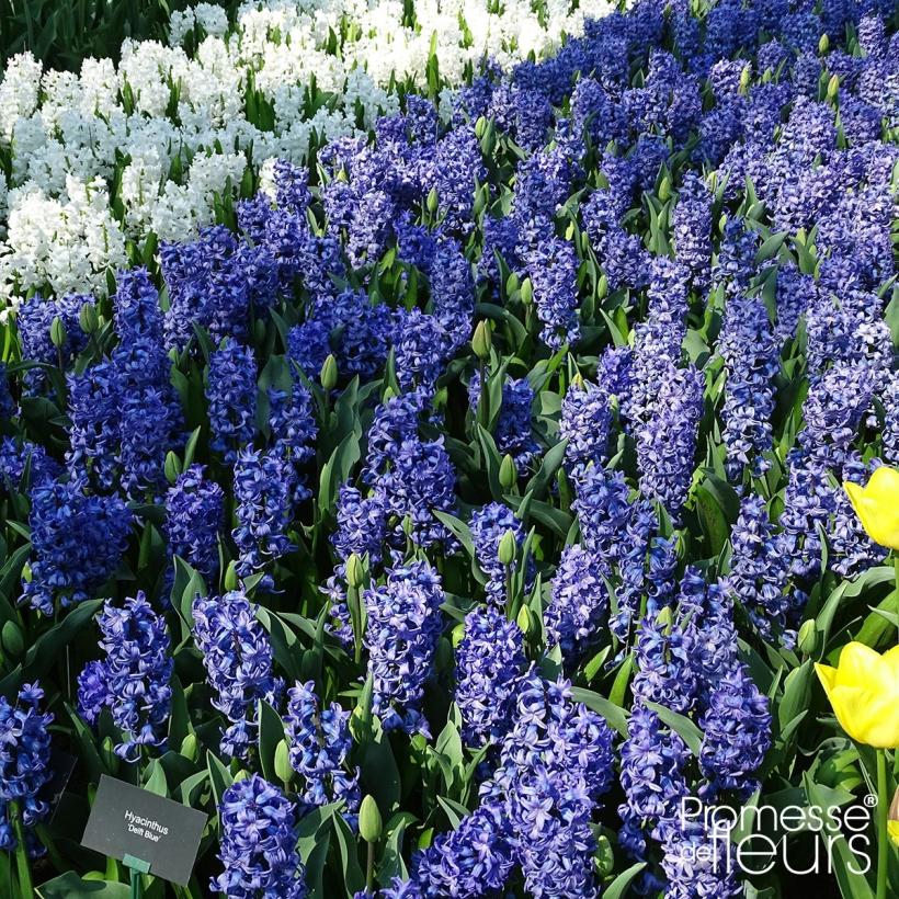 Jacinthe Delft Blue - Hyacinthus orientalis - Bulbeuse rustique, aux ...
