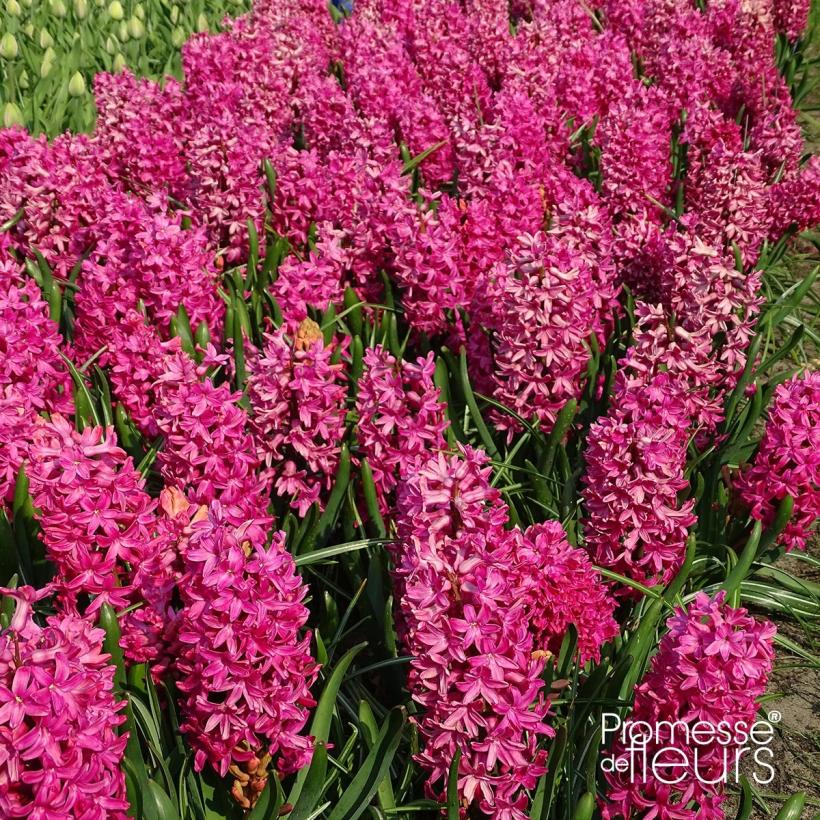 Jacinthe Jan Bos - Hyacinthus (x) orientalis - Variété précoce, très parfumées.