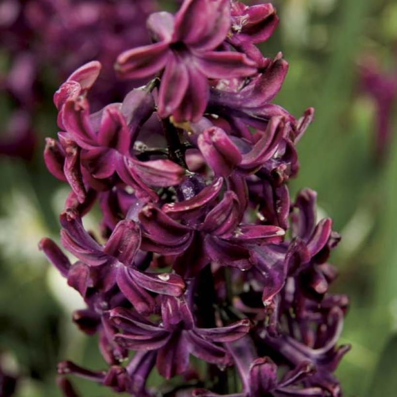 Jacinthe Woodstock - Hyacinthus (x) orientalis - Variété aux fleurs simples, d'un rare coloris ...