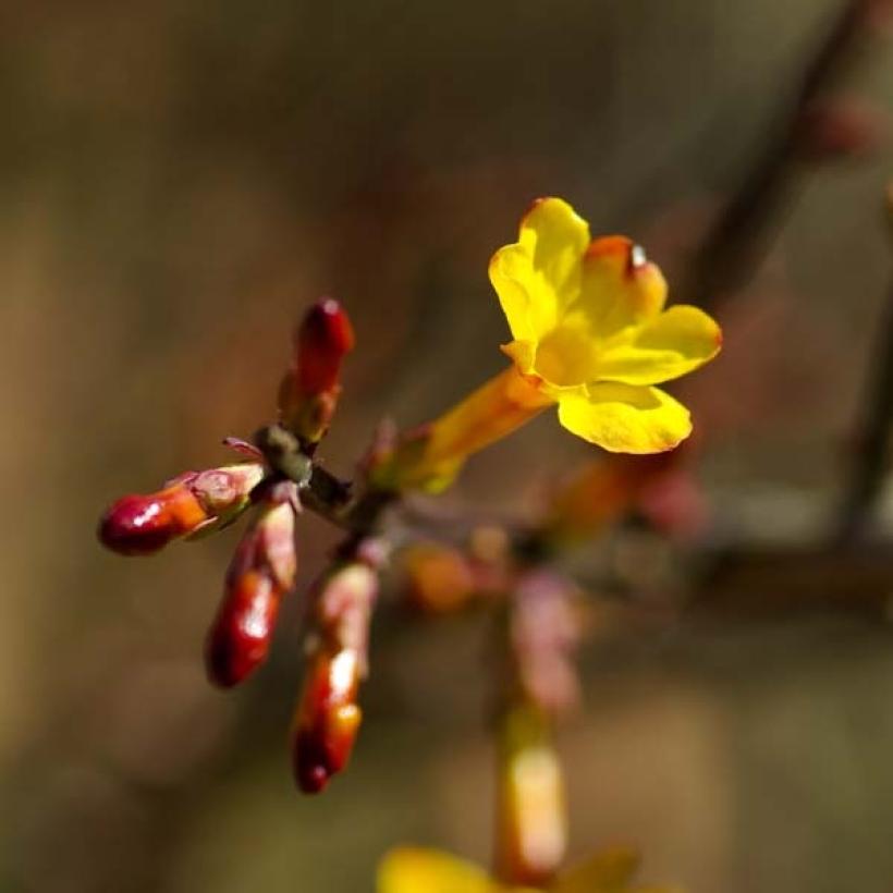 Jasmin d'hiver - Jasminum nudiflorum, grimpante à fleurs jaune beurre