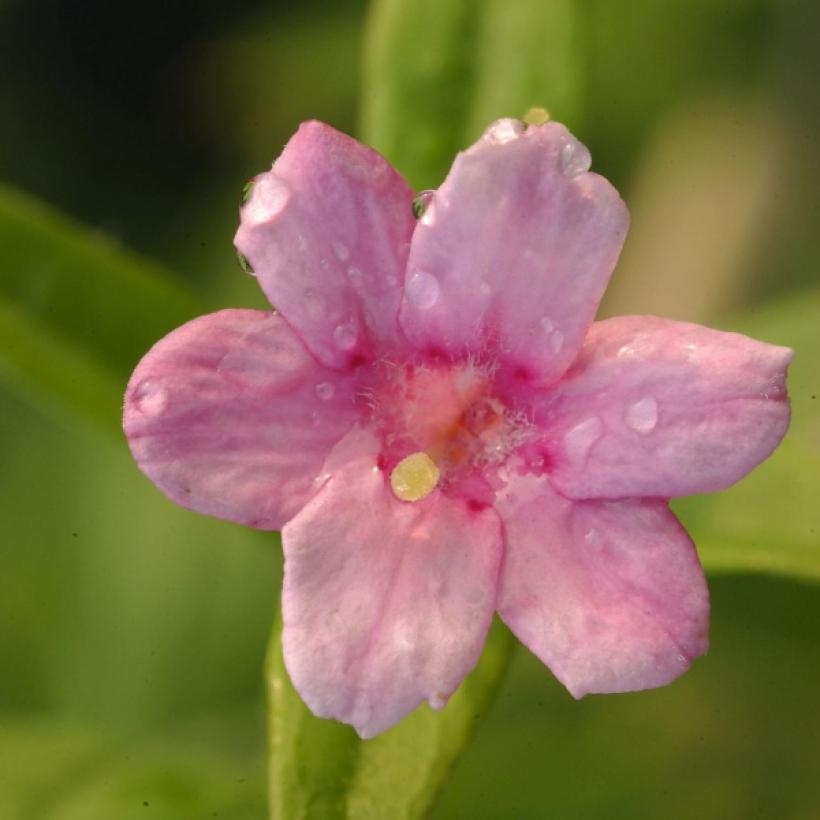 Jasminum x stephanense - Jasmin stéphanois - Hybride à fleurs roses ...