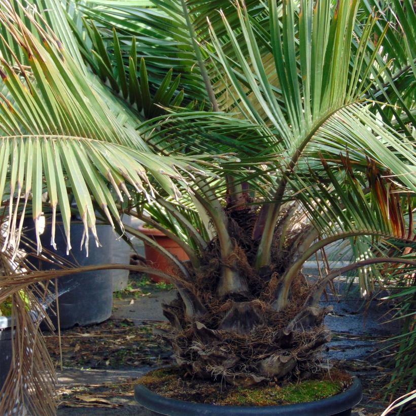 jubaea-chilensis-cocotier-du-chili-grand-palmier-tr-s-rustique