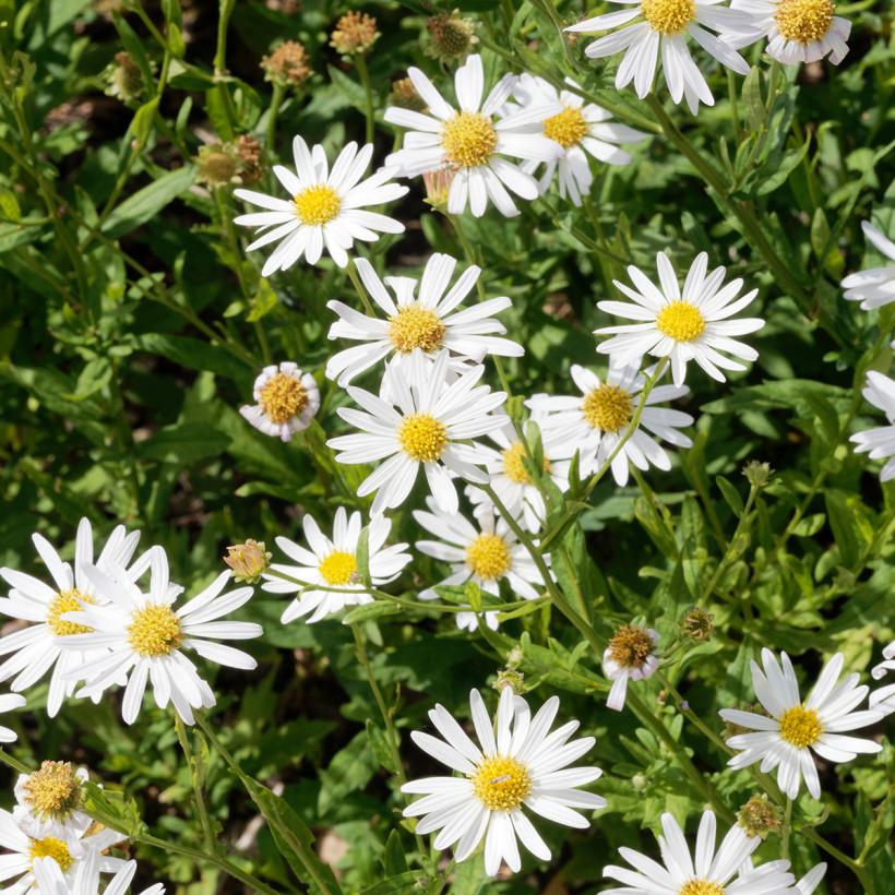 Kalimeris incisa Alba - Vivace d'été à fleurs blanches, proche de l'Aster