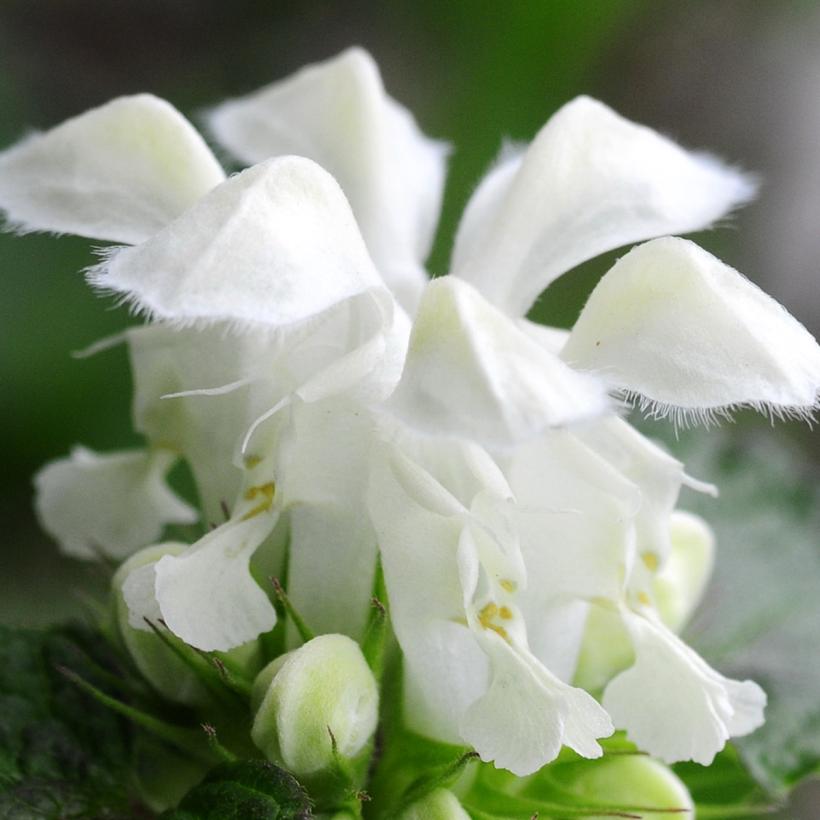Lamium maculatum Album - Lamier maculé à fleurs blanches