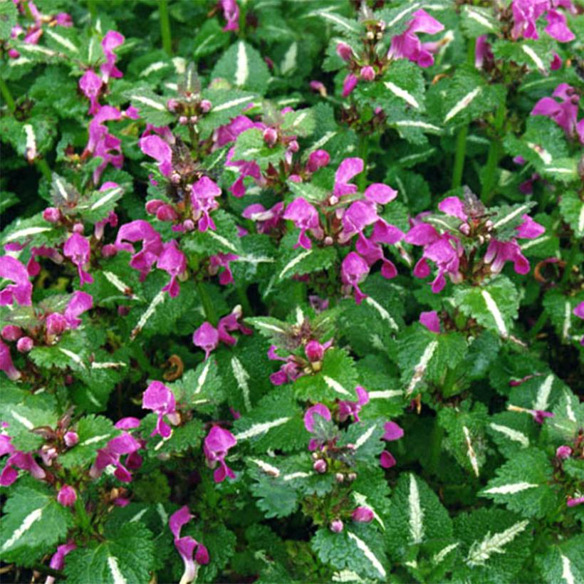 Lamium maculatum Roseum - Lamier maculé - Couvre sol panaché à fleurs roses