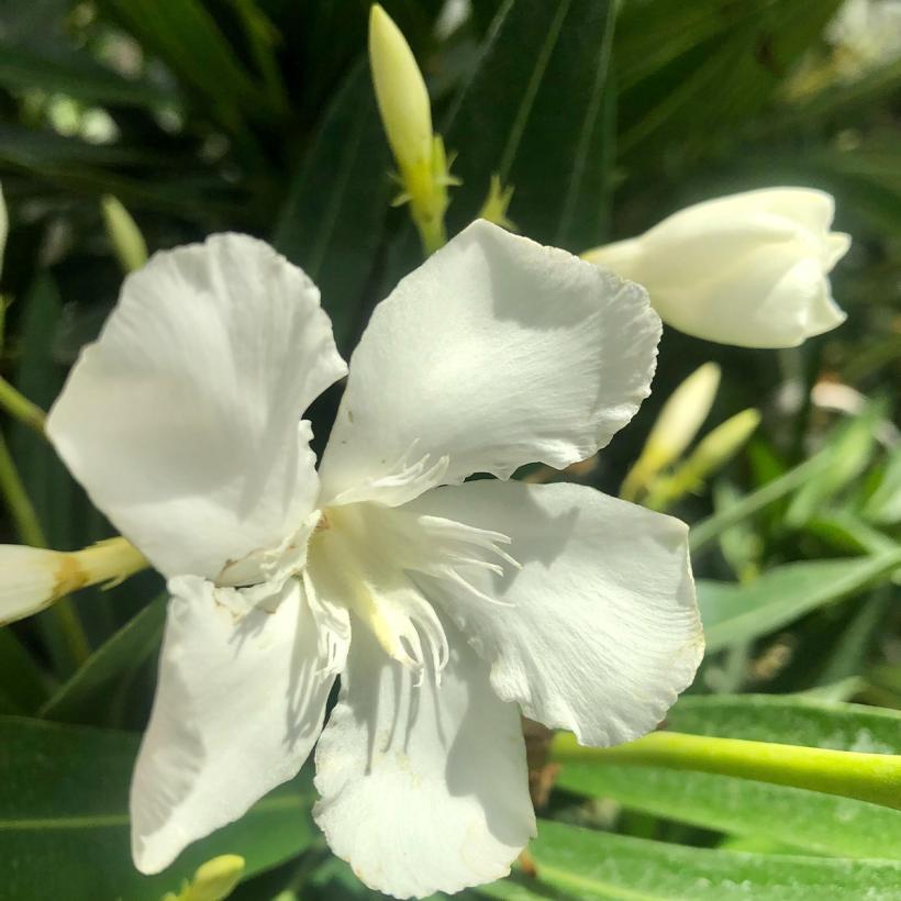 Laurier rose - Nerium oleander Blanc – Arbuste à floraison blanc pur