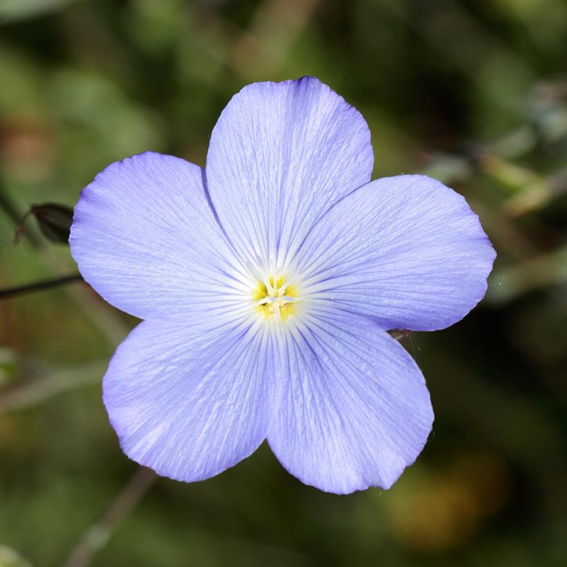 Linum perenne Saphir - Lin vivace aux fleurs bleu ciel très florifère
