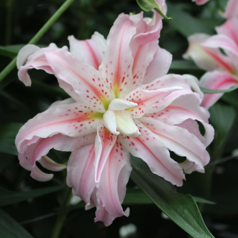 Lilium Broken Heart - Hybride de Lis asiatique - Lys - Fleurs ...