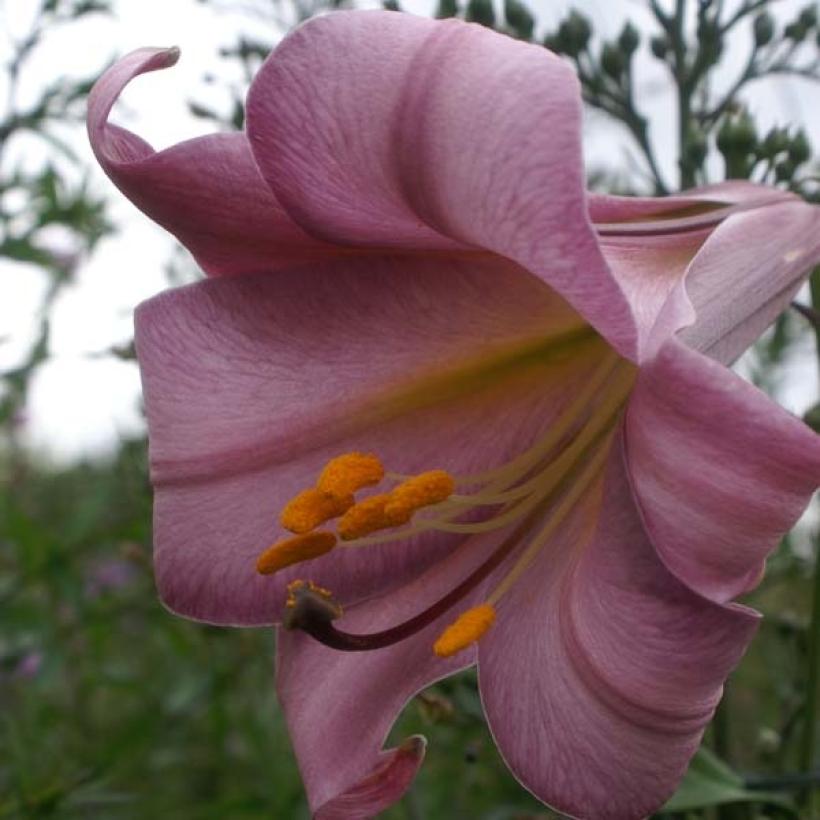 Lilium Pink Perfection - Lis hybride groupe trompette Pink Perfection ...
