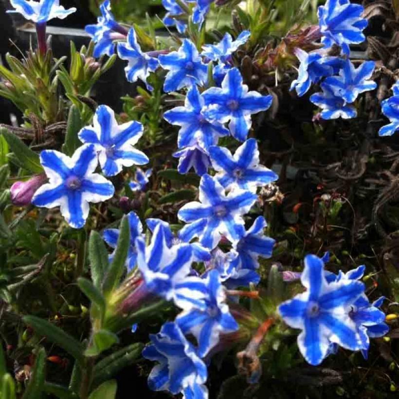 Lithodora diffusa diffusa Star - Grémil - Des fleurs bleues bordées de ...