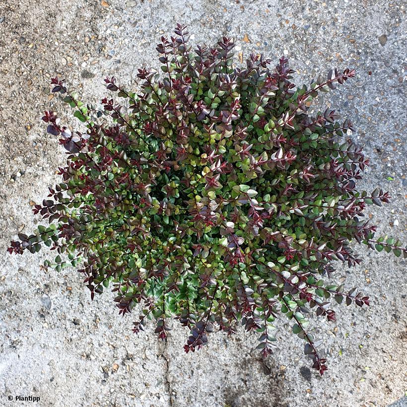 Lonicera nitida Garden Clouds Purple Storm - Chèvrefeuille arbustif, persistant, aux pousses ...