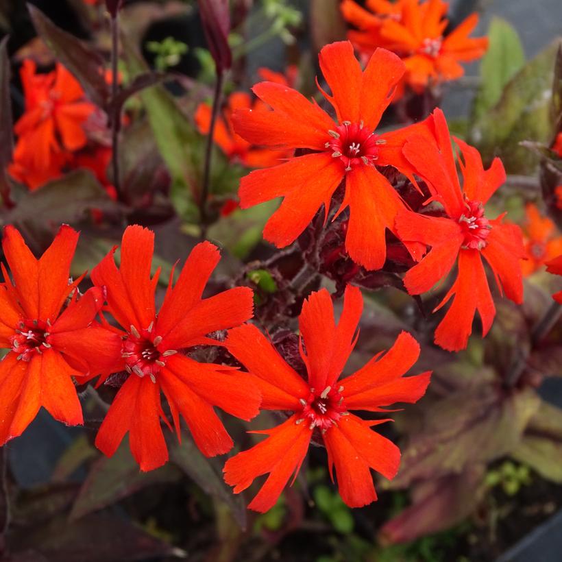 Lychnis Arkwrightii Vesuvius - Croix de Malte - Vivace à fleurs rouge ...