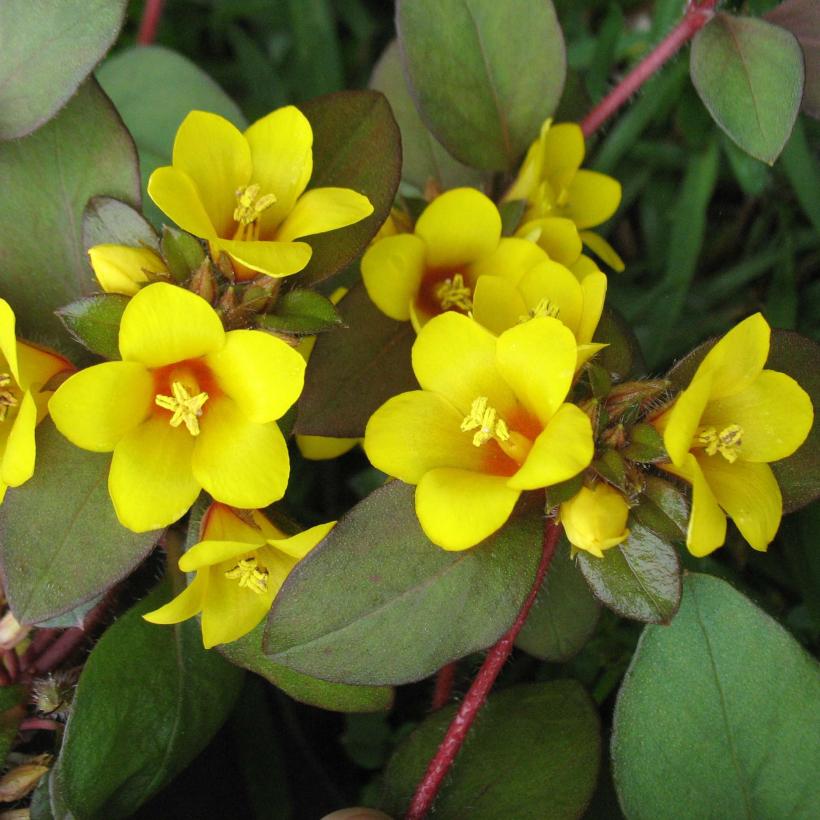 Lysimachia congestiflora - Lysimache vivace, couvre-sol à fleurs jaunes.